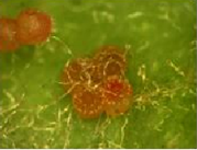 モモシンクイガの解説植物防疫所